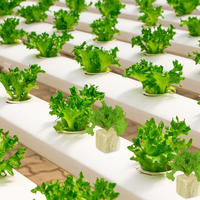 Square Planting Seedling Cultivation Block - 50Pcs Vegetable Planting ...