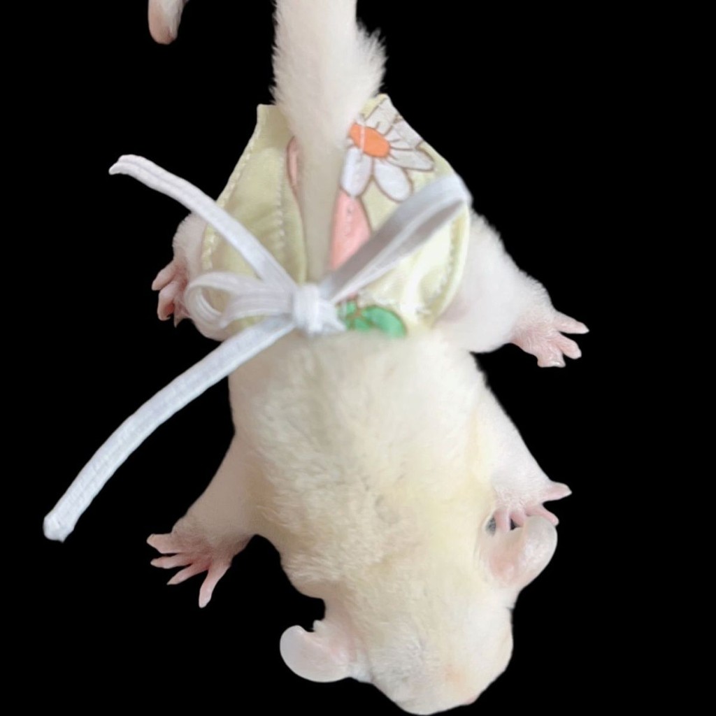 Honey Glider Diapers Can Be Washed Repeatedly Used Honey Glider Diapers ...