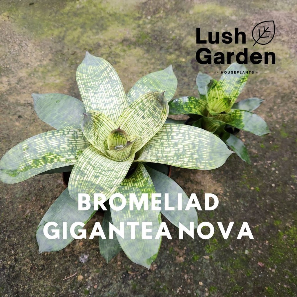 Bromeliad Vriesea Gigantea Nova 积水凤梨 凤梨花 140mm Pot Live Plant Pokok ...