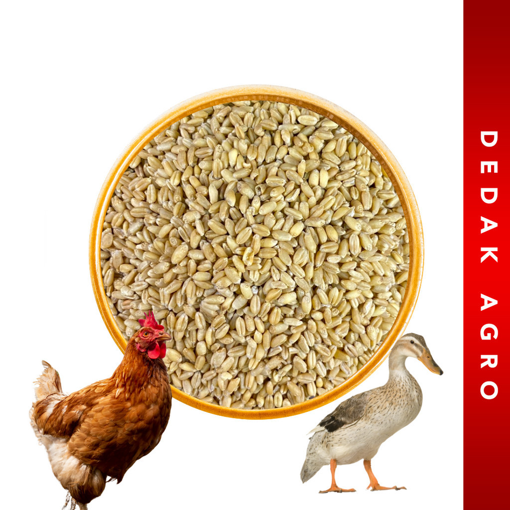 [10KG] Gandum Ternakan Makanan Haiwan/Gandum Ayam/Gandum itik/Makanan ...