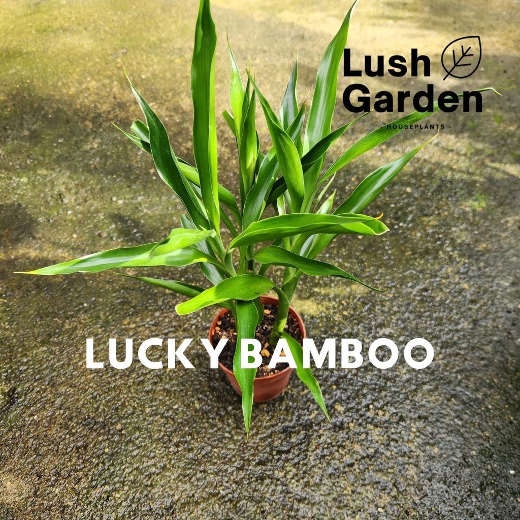 Lucky Bamboo 富贵竹 105mm Pot CNY Indoor Live Plant Pokok Hiasan [Lush ...