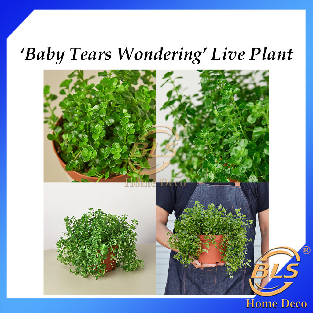 Real Live Plant Baby Tears Wondering Indoor Plants Pokok Hidup 婴儿泪 ...