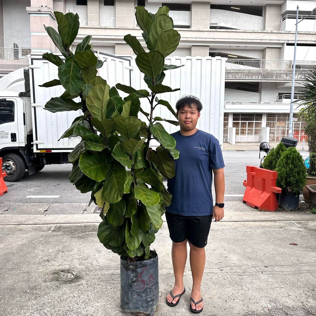 GPS Green Plant Society Live Tree Ficus Lyrata 琴叶榕 7-8ft | Shopee Malaysia