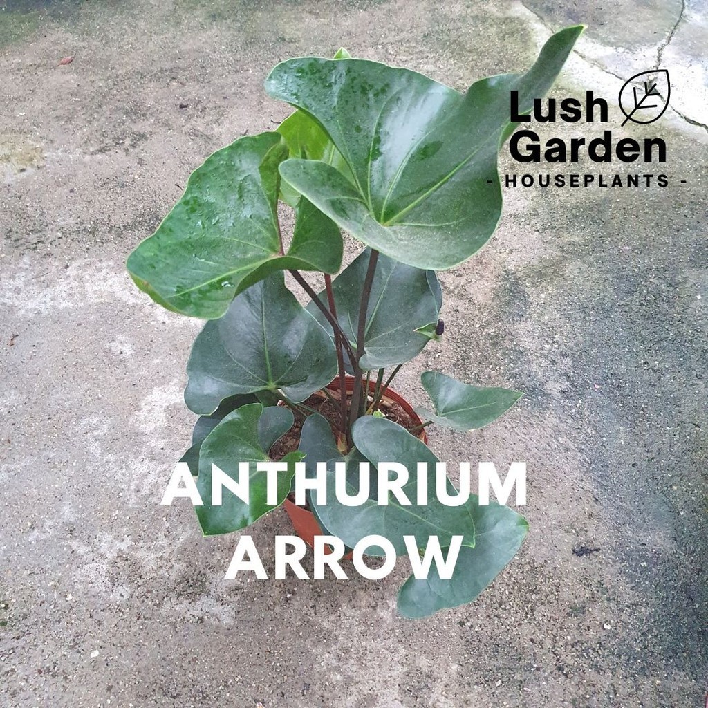 Anthurium Arrow 180mm Pot Rare Aroid Live Plant Pokok Hiasan Pokok ...