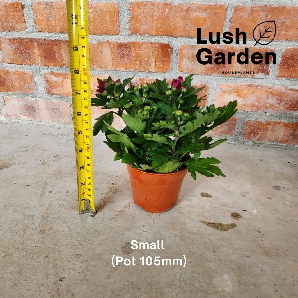 Chrysanthemum Series/ Pokok Bunga Kekwa 菊花 150mm Pot CNY Live Plant ...