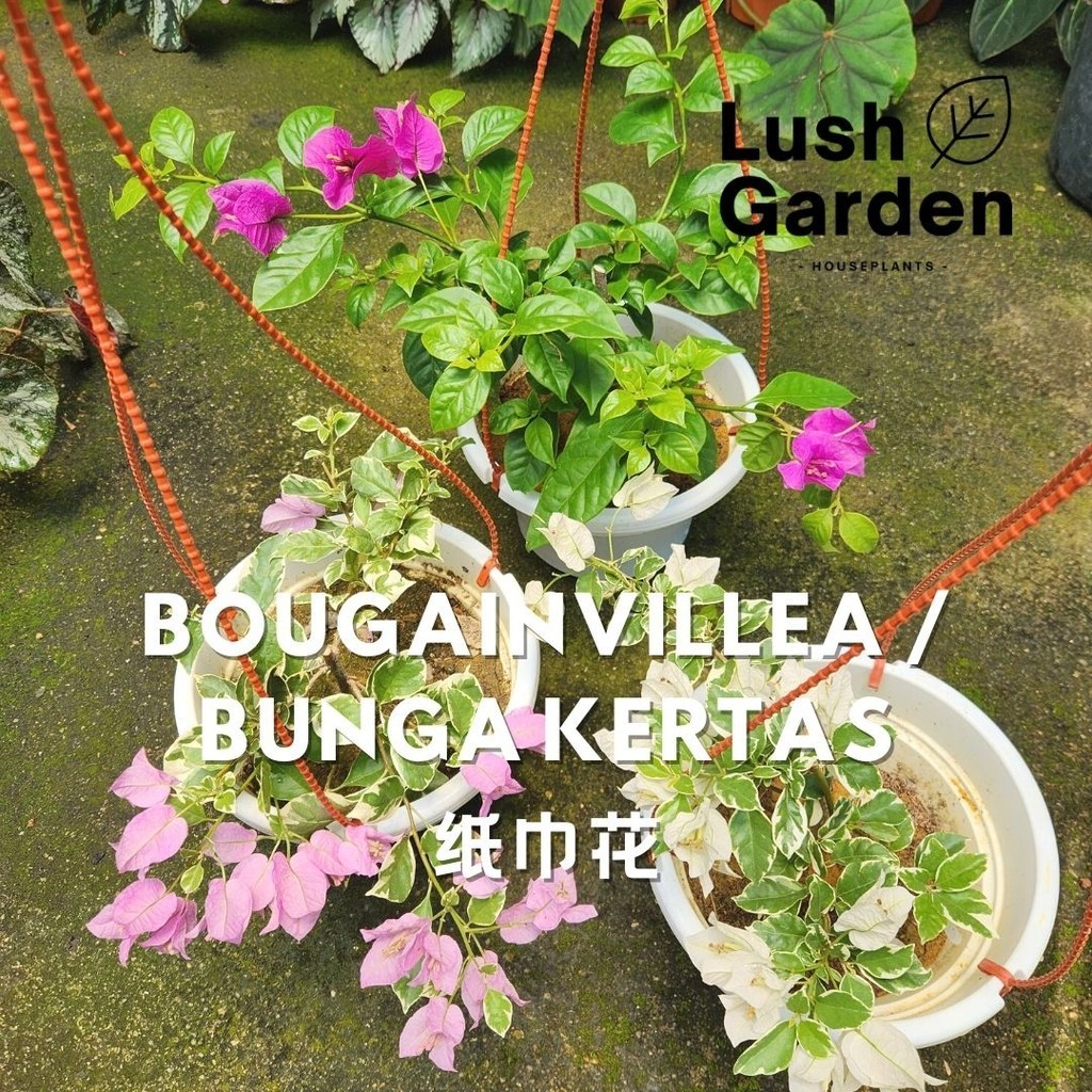Bougainvillea Variegated Leaves / Bunga Kertas Batik Gantung 宝巾花 纸花 ...