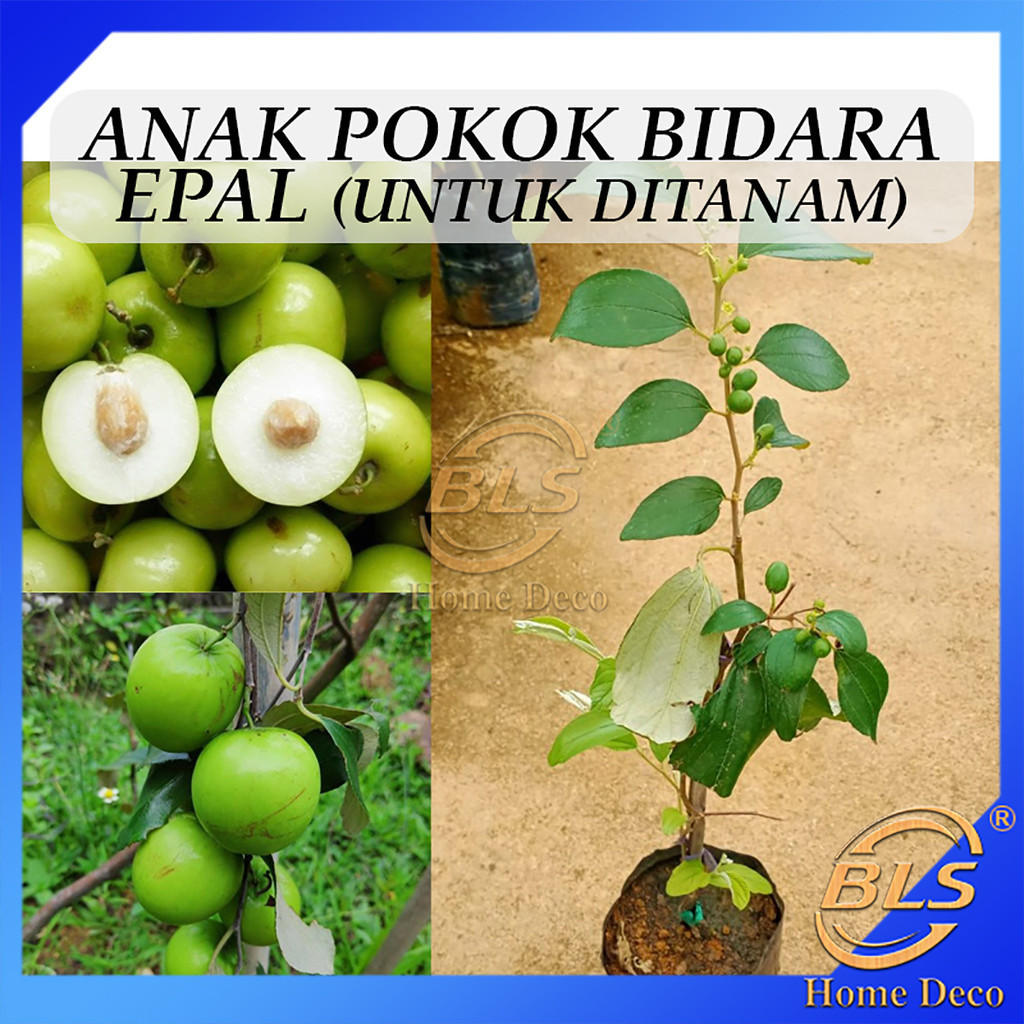 Anak Pokok Bidara Epal Untuk Ditanam Pokok Hidup Real Live Plant Apple ...