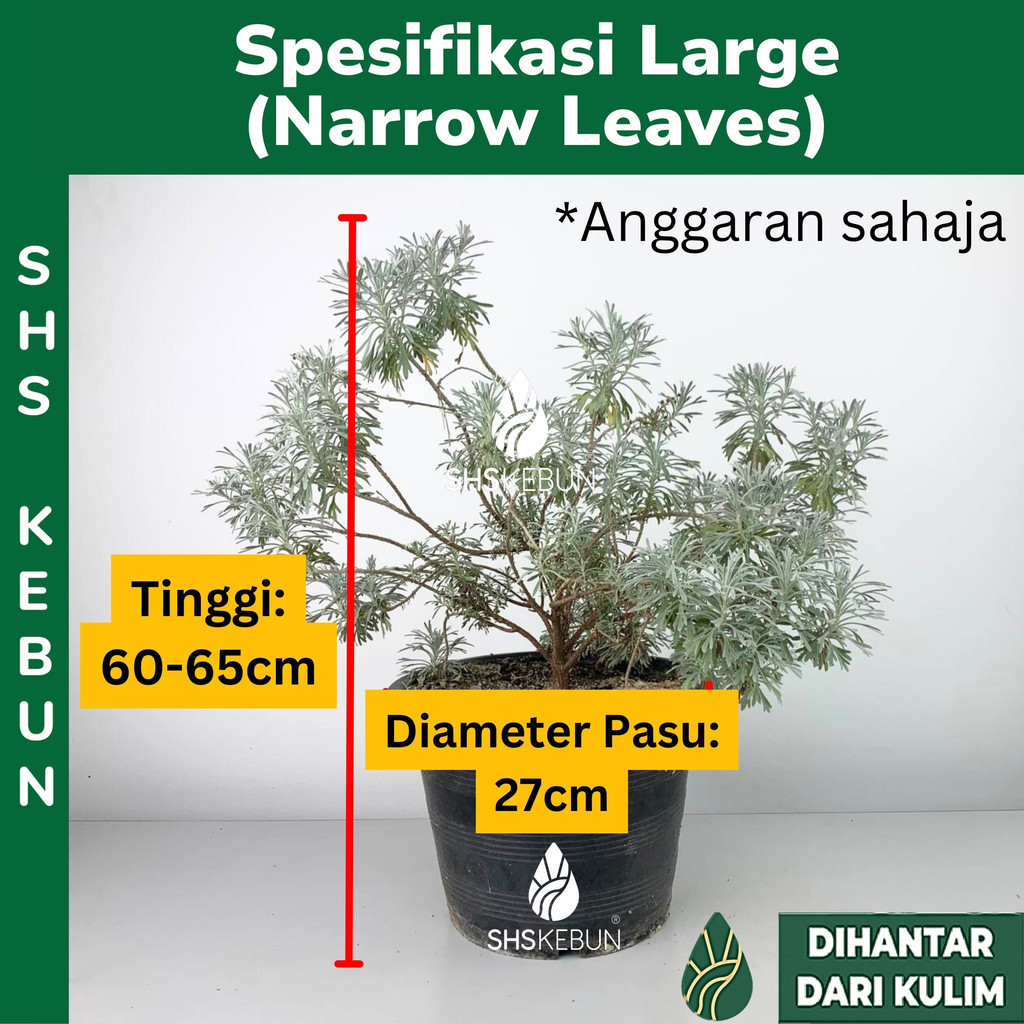 Pokok Crossostephium Chinense Wormwood Plant Silver Plant Live Plant ...