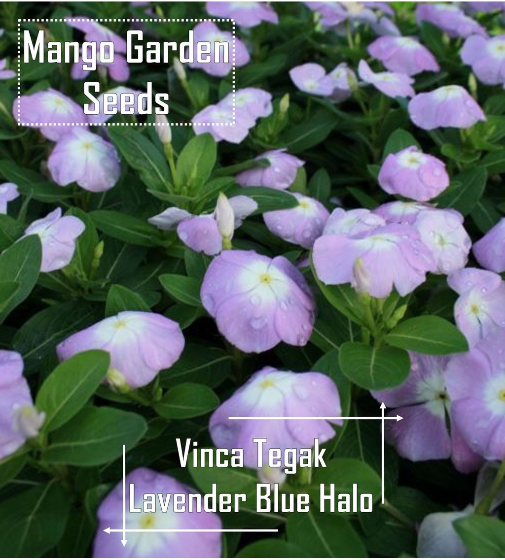 Lavender Blue Halo Vinca Seeds - 10 Seed *Pot Friendly* Tanam Pasu ...