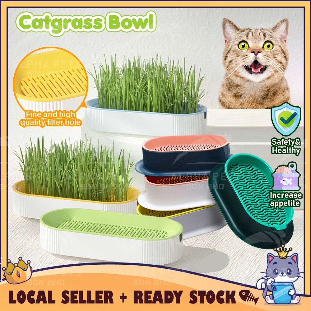CATQUEEN Cat Grass Kit Cat Plant Nursery Planting Box Catnip Grass ...