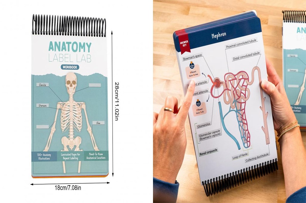 Structured Human Anatomy Workbook Color Notepad for Medical Students ...