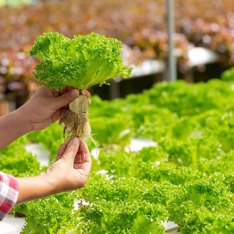 Square Planting Seedling Cultivation Block - 50Pcs Vegetable Planting ...