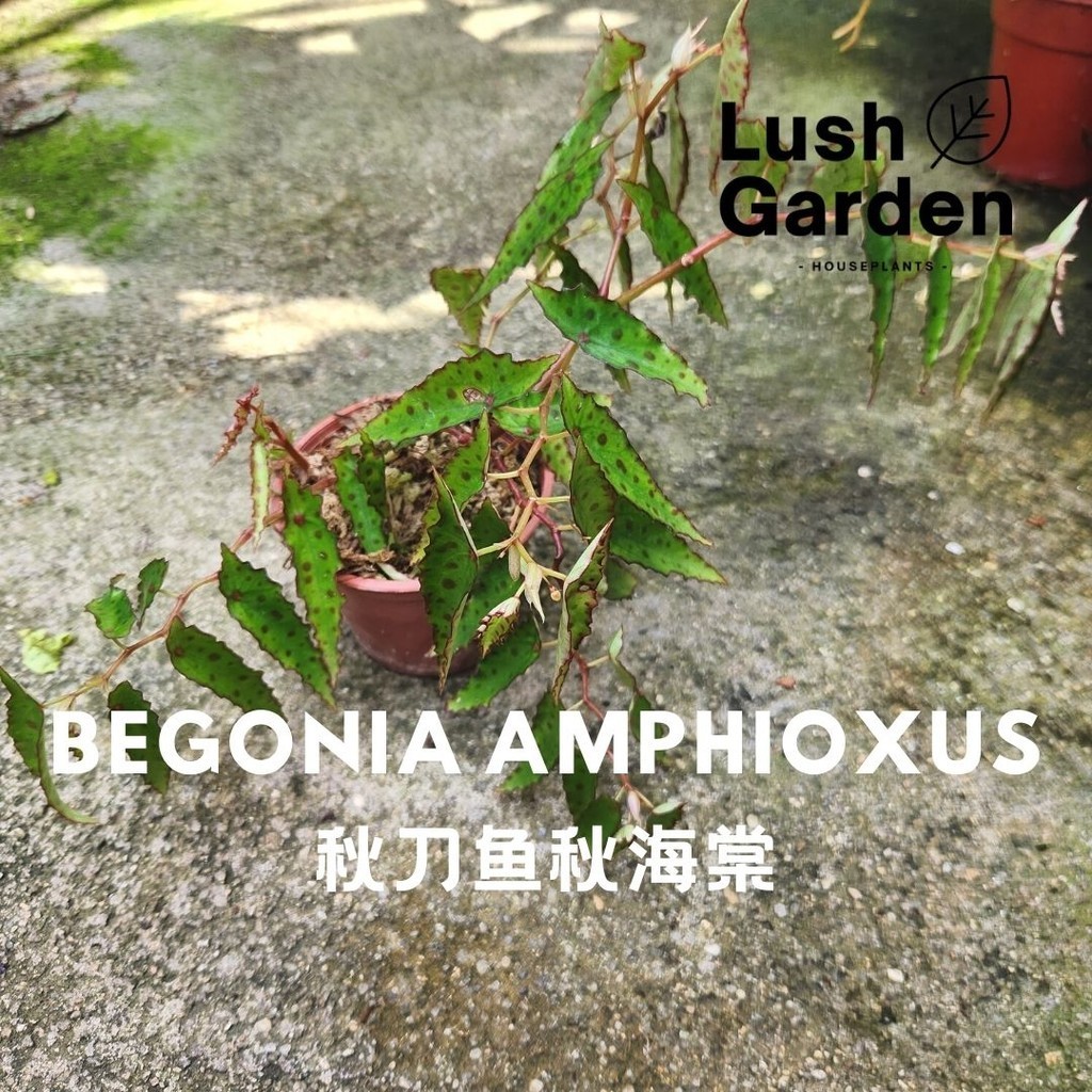 Begonia Amphioxus 秋刀鱼秋海棠 90mm Pot Asam Batu Live Plant Pokok Hiasan ...