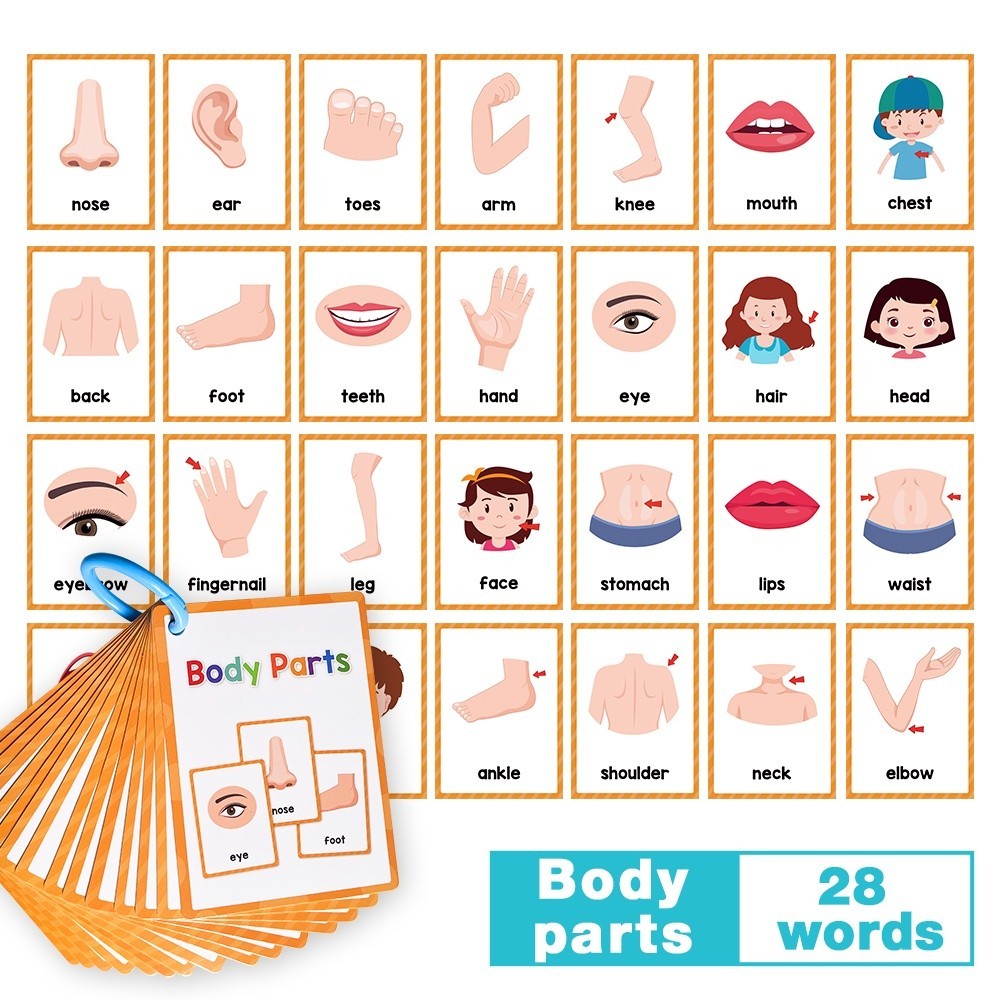 12 Themes Flash Cards Family Preschool Education Learn English Word ...