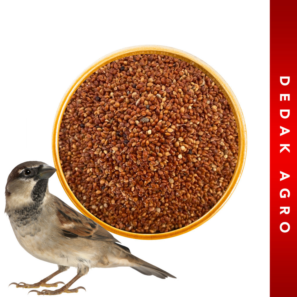 [1KG] [REPACK] Sambau Merah / Kambu Merah (Red Millet) untuk Burung ...