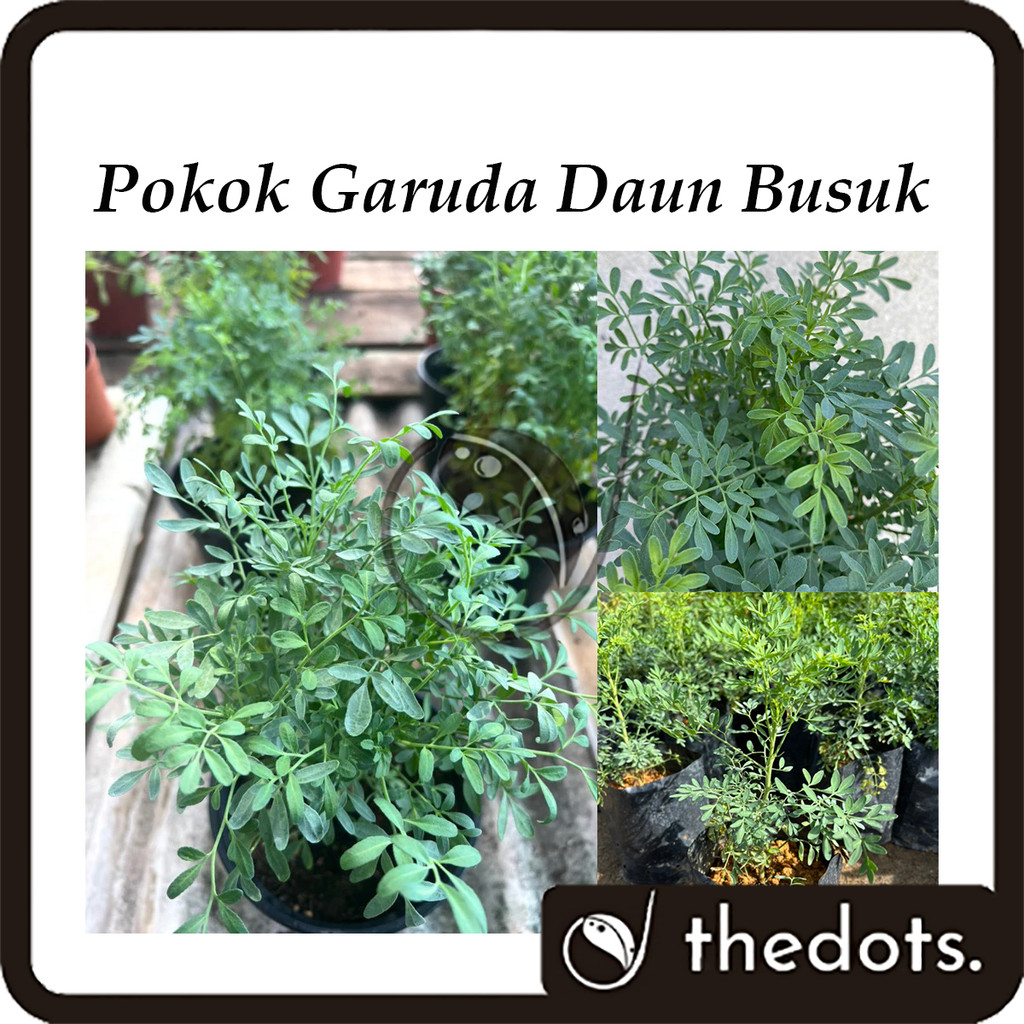 Real Live Plant Ruta Graveolens Pokok Busuk Pokok Hidup Garuda | Shopee ...
