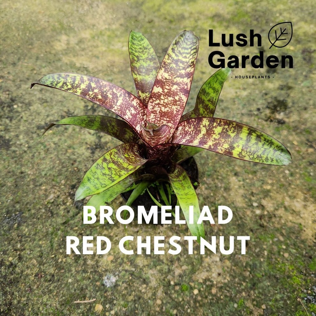 Bromeliad Vriesea Red Chestnut 积水凤梨 凤梨花 85mm Pot Live Plant Pokok ...