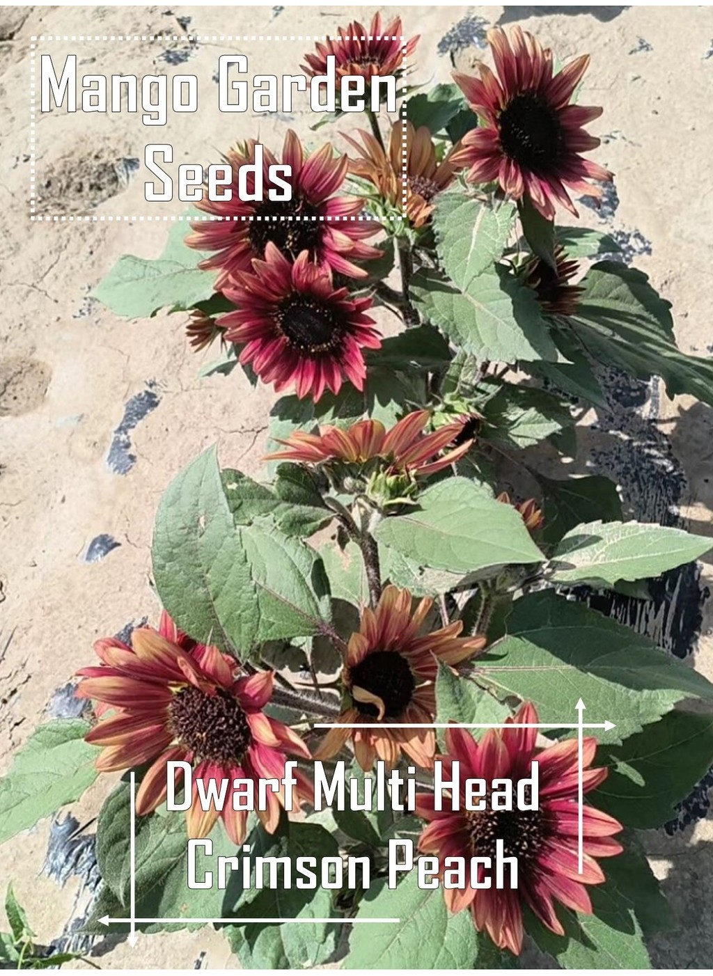 Dwarf Multi Head Crimson Peach Sunflower Seeds - 40 Seed *Pot Friendly ...