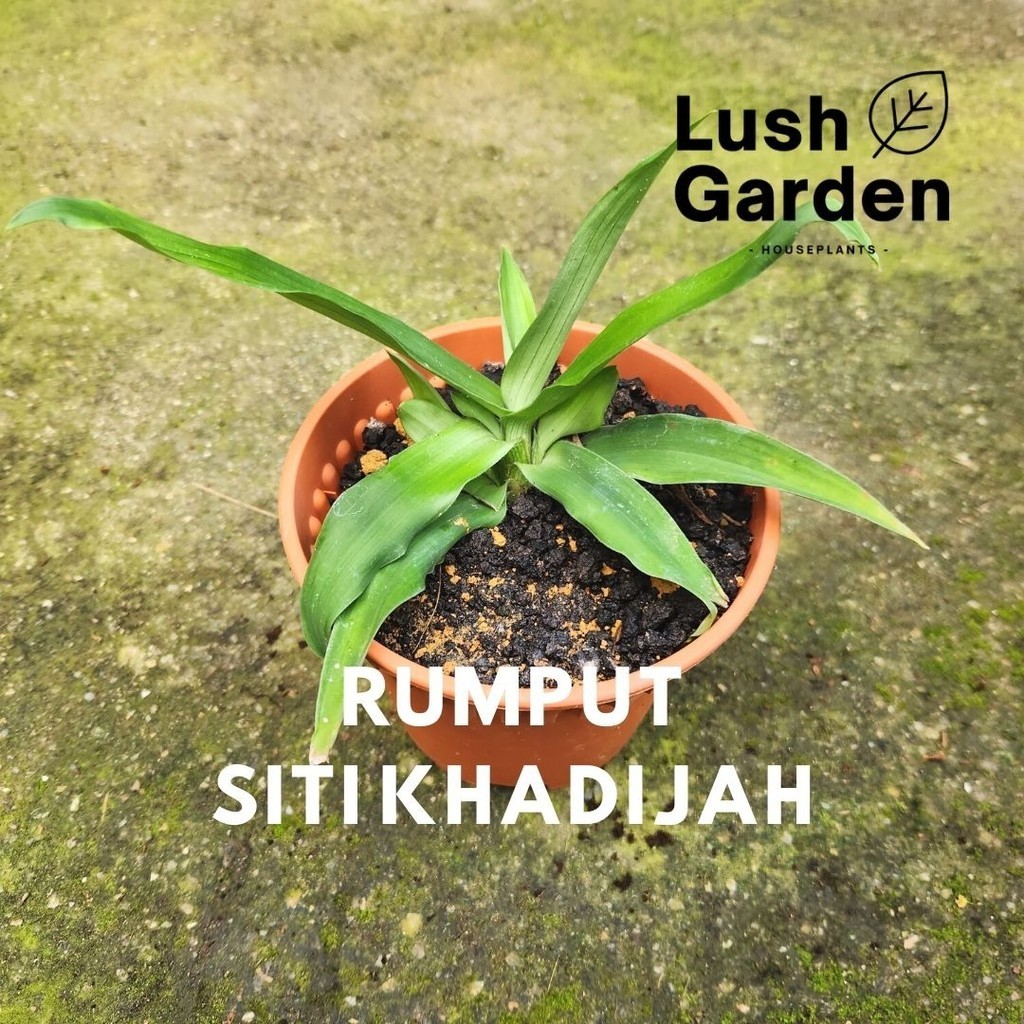 Rumput Siti Khadijah / Rumput Beijing / Rumput Cina / Beijing ...