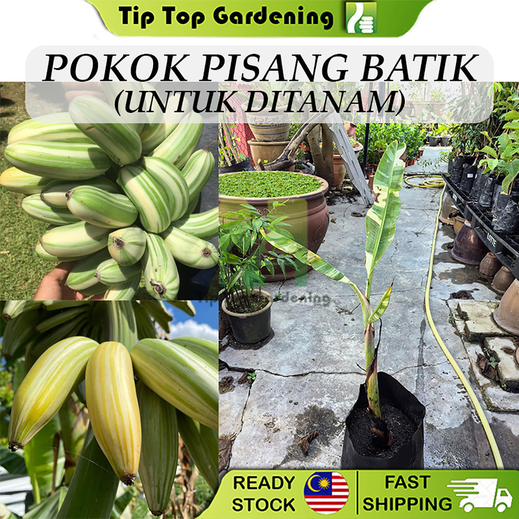Pokok Pisang Batik Musa Florida Untuk Ditanam Pokok Hidup Real Live ...