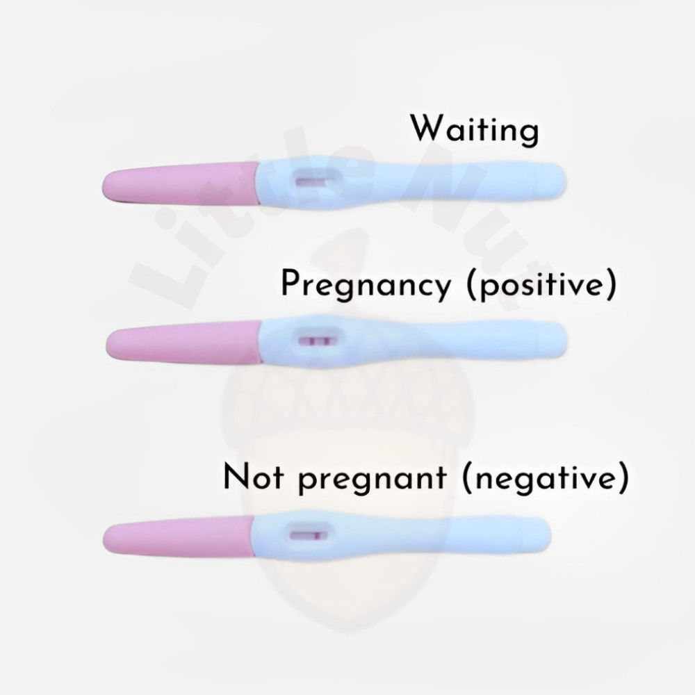 Little Nut Pregnancy Test Pen Uji Hamil HCG Rapid Screen One Step Test ...