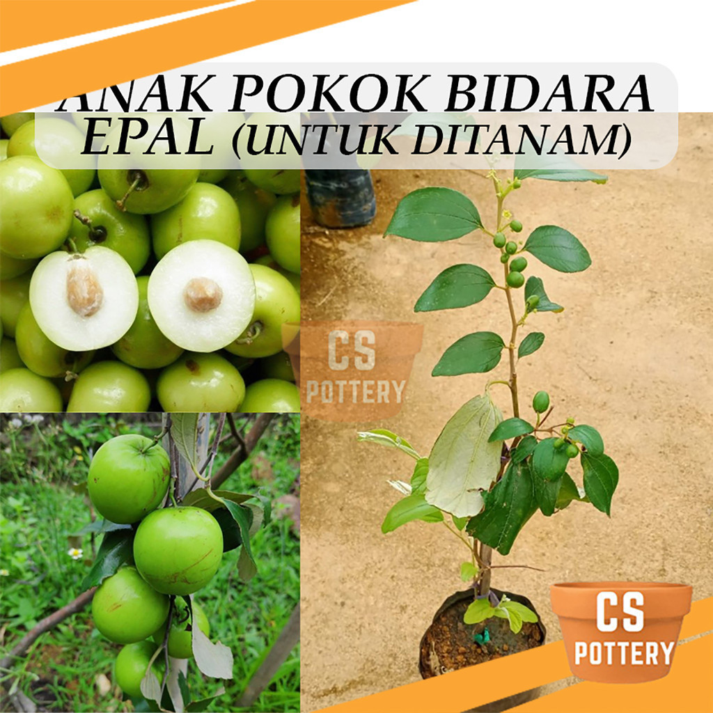 Anak Pokok Bidara Epal Untuk Ditanam Pokok Hidup Real Live Plant Apple ...