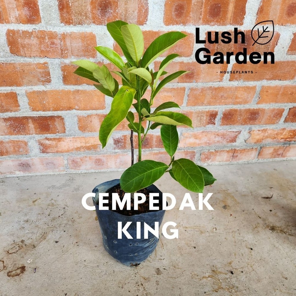 Anak Pokok Cempedak King 尖不叻王 树苗 Fruit Tree Live Plant Pokok Buah [Lush ...
