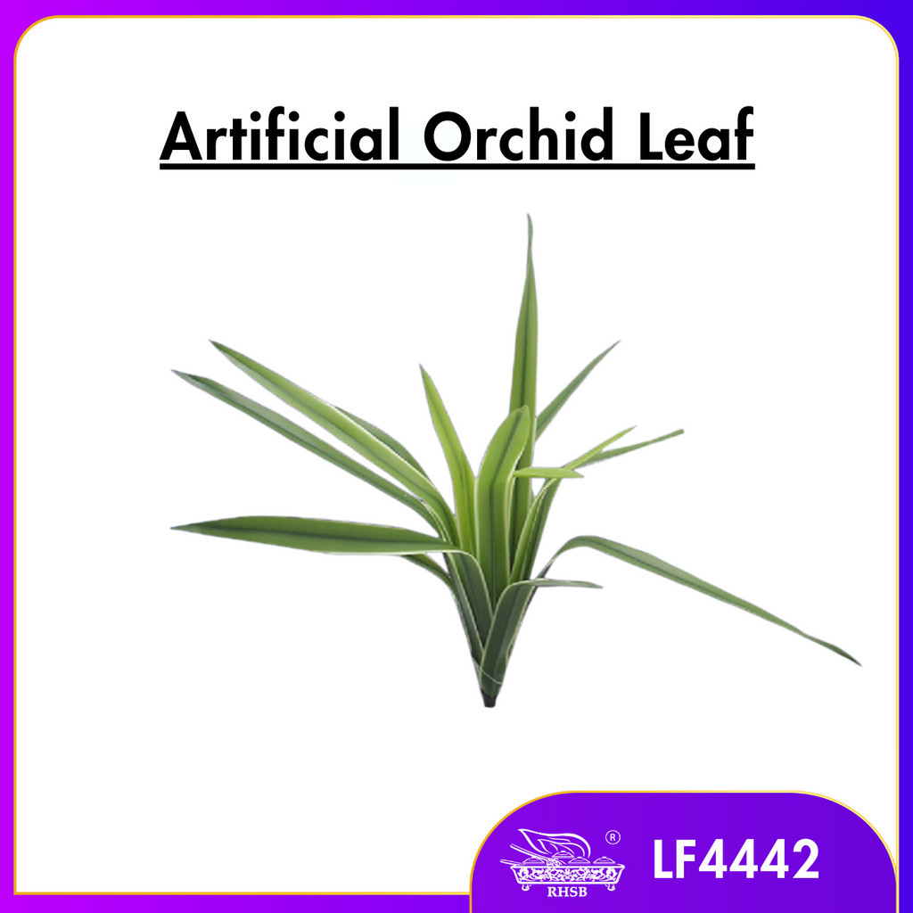 HARGA BORONG !! WHOLESALE DAUN PANDAN / ORCHID LEAF / LONG ORCHID LEAF ...