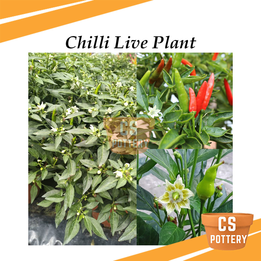 Real Live Plant Chilli Plants Pokok Hidup Cili 辣椒树 | Shopee Malaysia