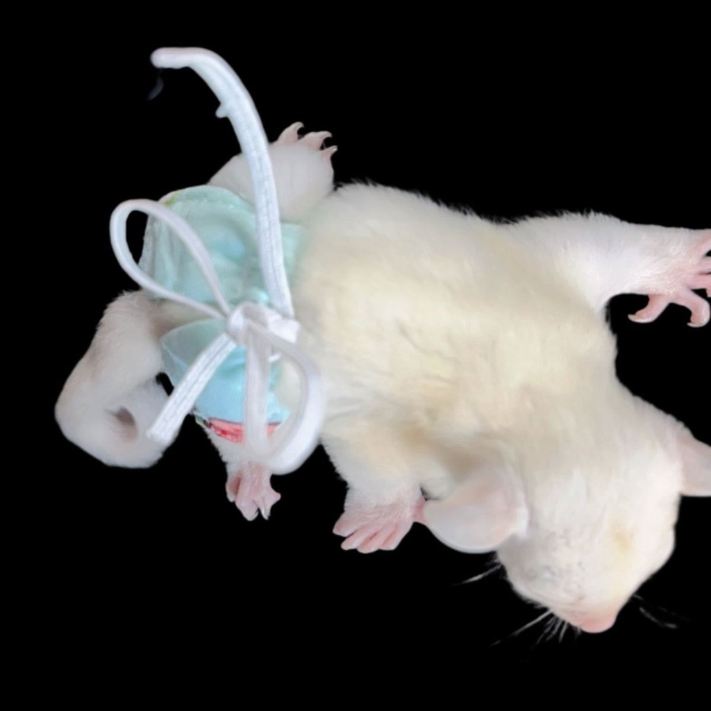 Honey Glider Diapers Can Be Washed Repeatedly Used Honey Glider Diapers ...