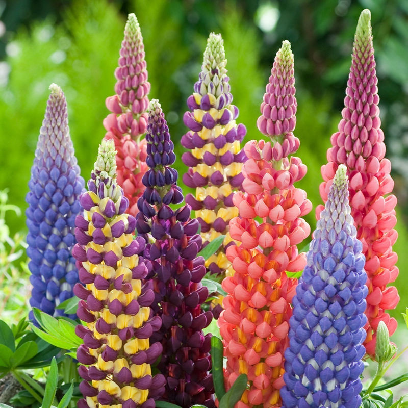 Benih bunga lupin bunga lupin tahan sejuk dan tahan panas, menyemai ...