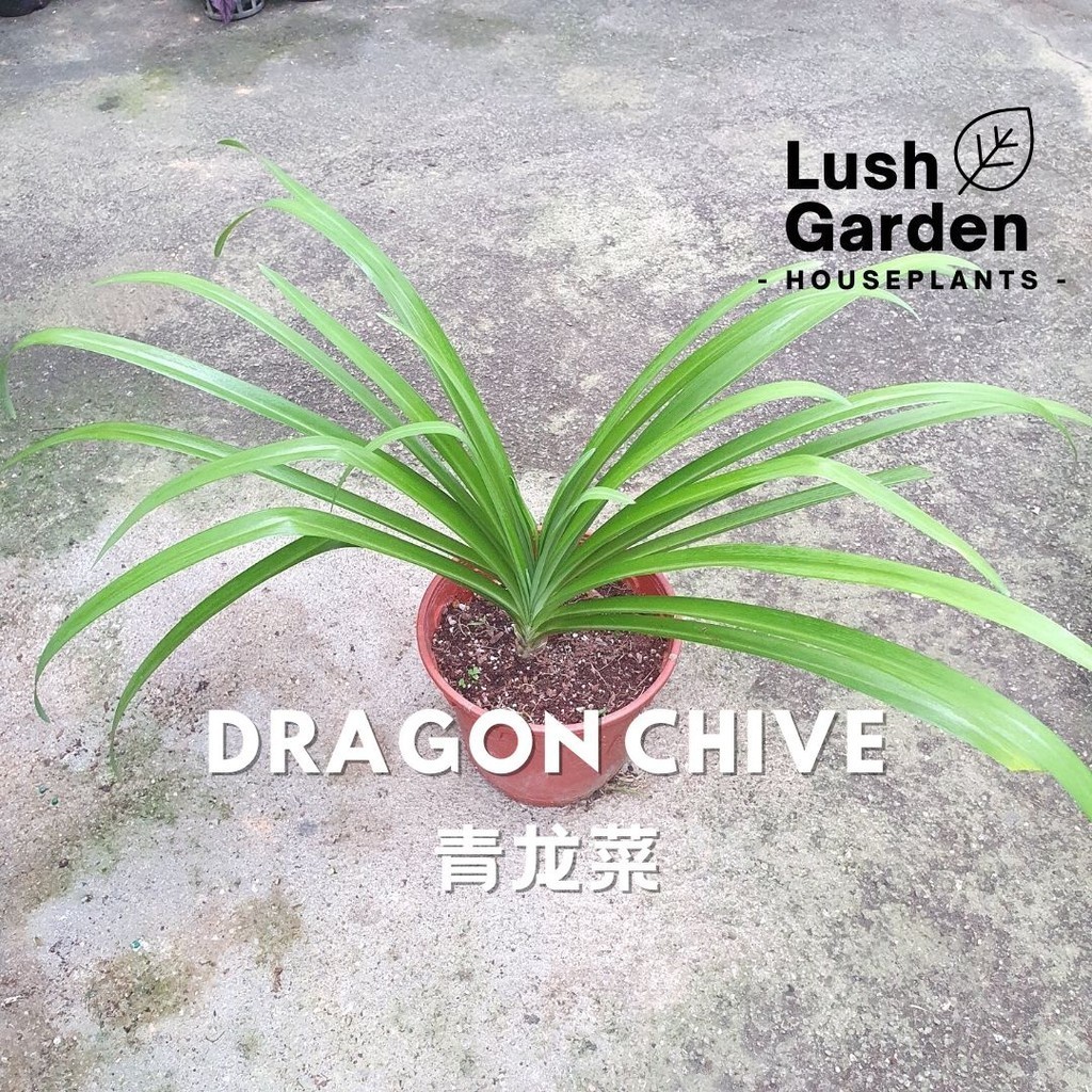Dragon Chive / Royal Chive / Kuchai Besar / 青龙菜 150mm Pot Vegetable ...