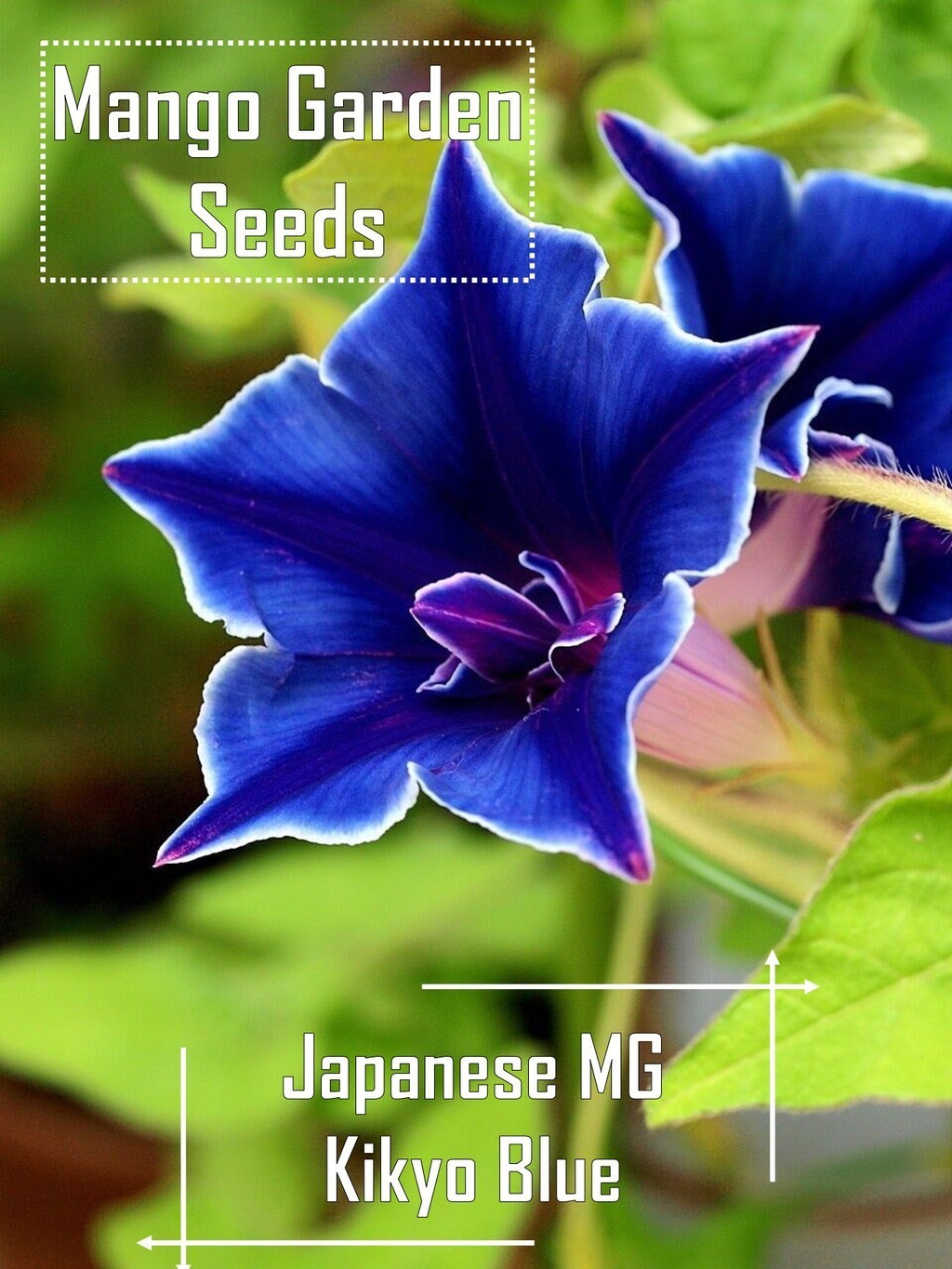 Kikyo Blue Japan Morning Glory Seeds - 2 Seed *Pot Friendly* Tanam Pasu ...