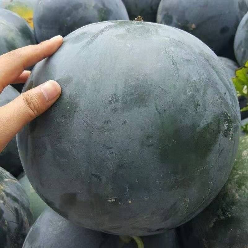Biji tembikai tanpa biji berkulit hitam, lebih besar, berbuah tinggi ...