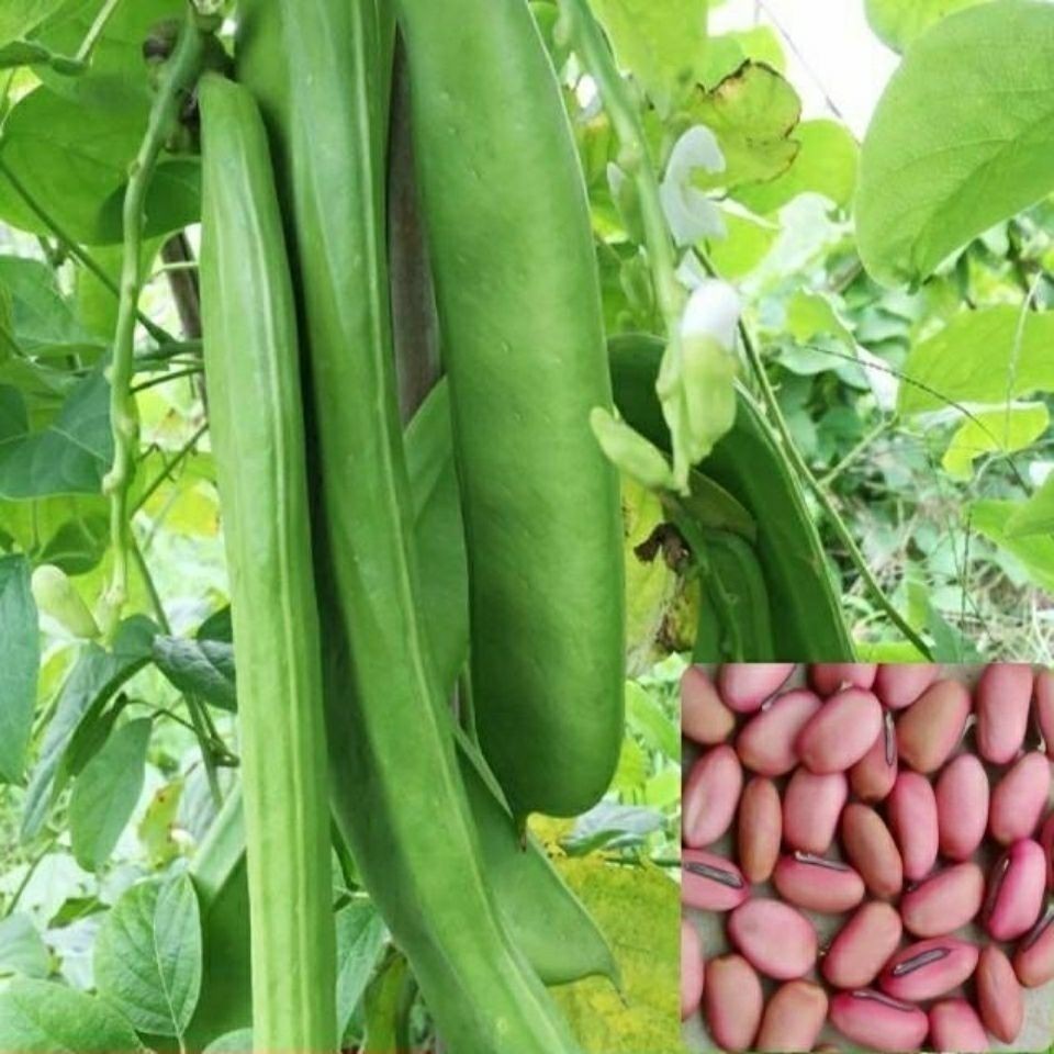 Knife Bean Seeds Big Red Knife Bean Jumbo Daikon Seeds Brazilian Bean ...