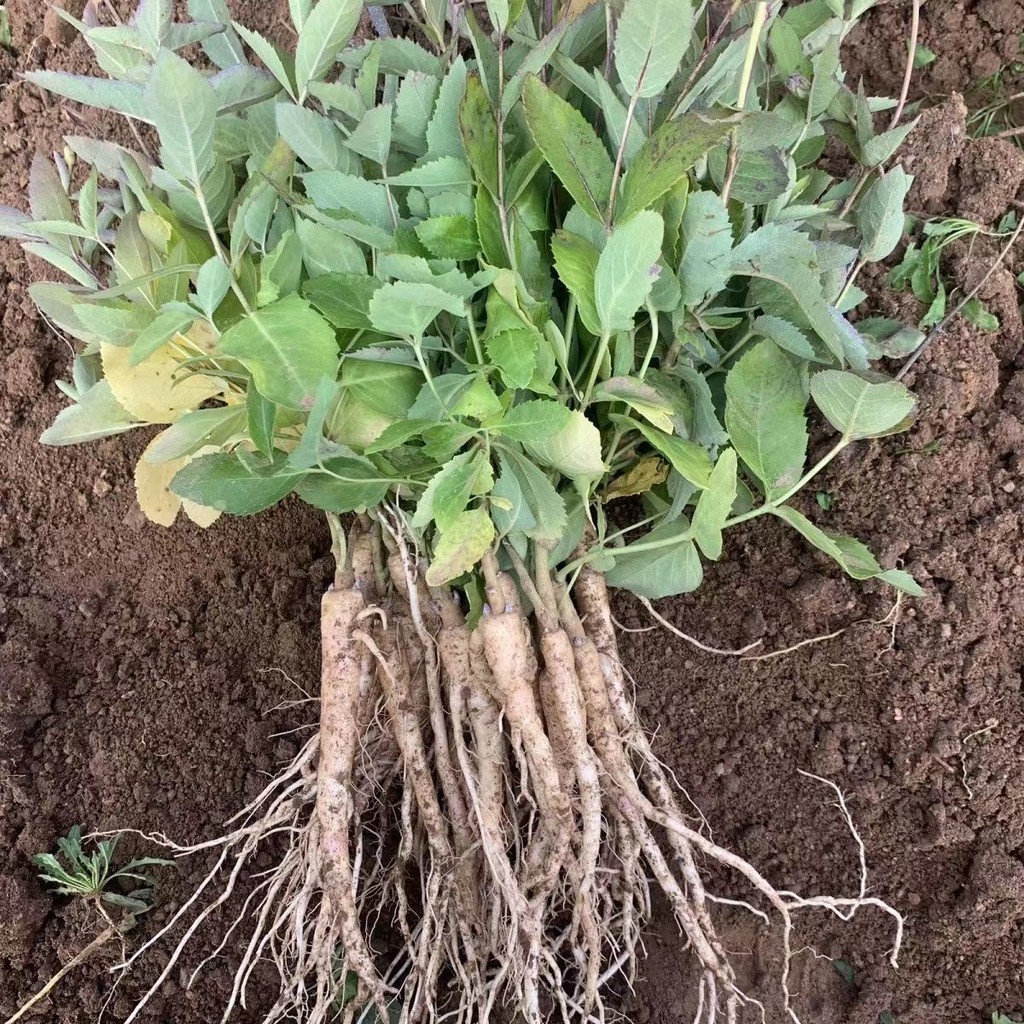 Biji sawi, biji herba Cina, biji Platycodon empat musim, biji Jigen ...