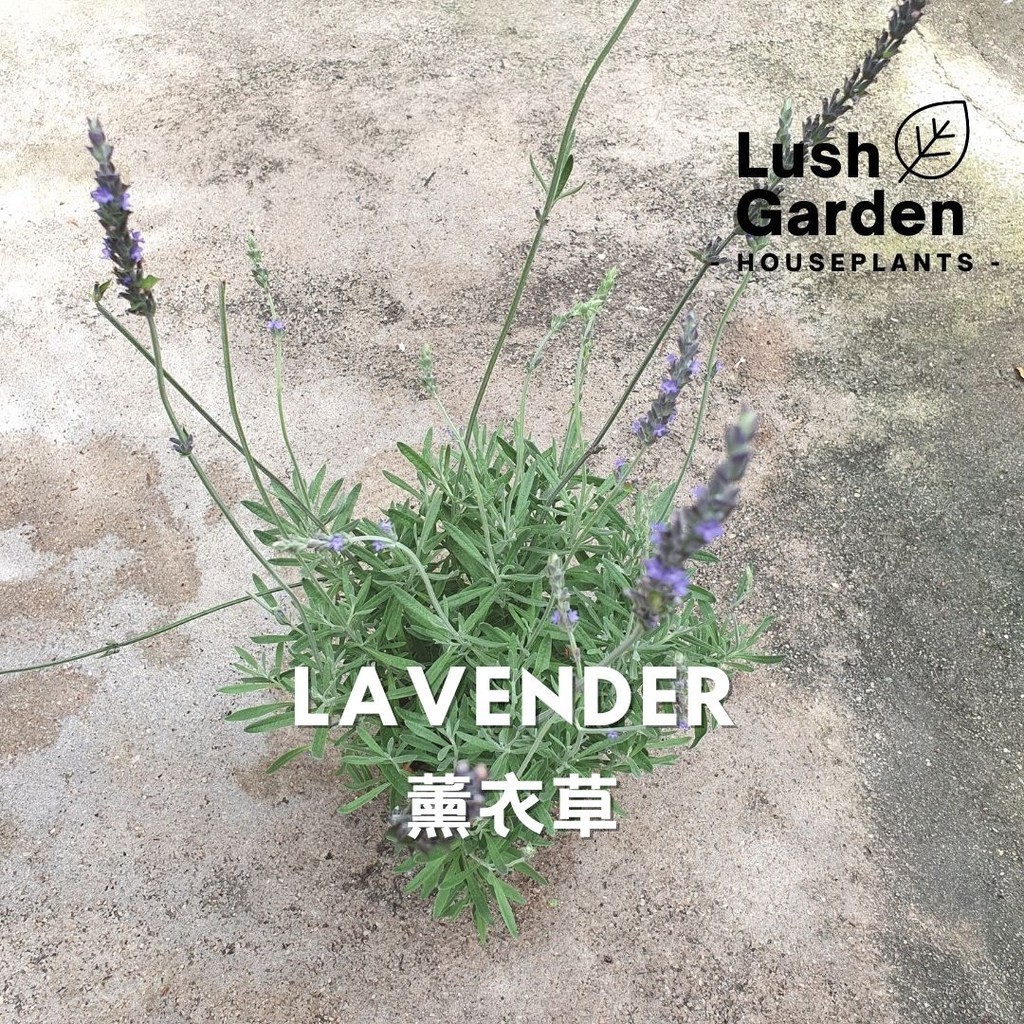 (Fragrant) Lavender 薰衣草 150mm Pot Herb Live Plant Flower Pokok Bunga ...