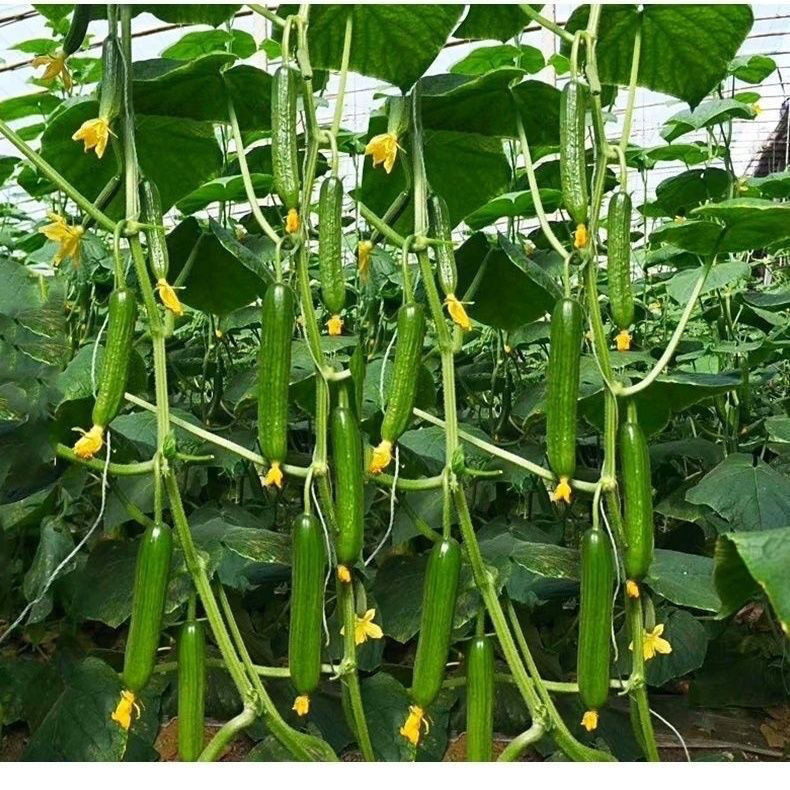 Varieti baharu benih timun buah rangup dan manis, benih timun Belanda ...