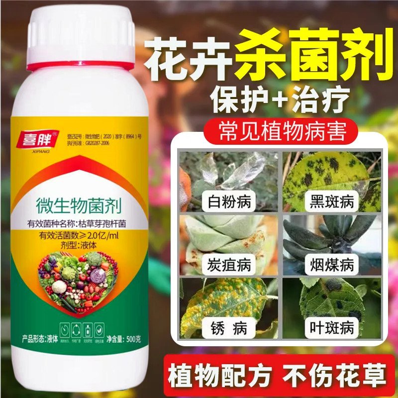 Cendawan serbuk khas penyakit daun bintik hitam carbendazim tumbuhan ...