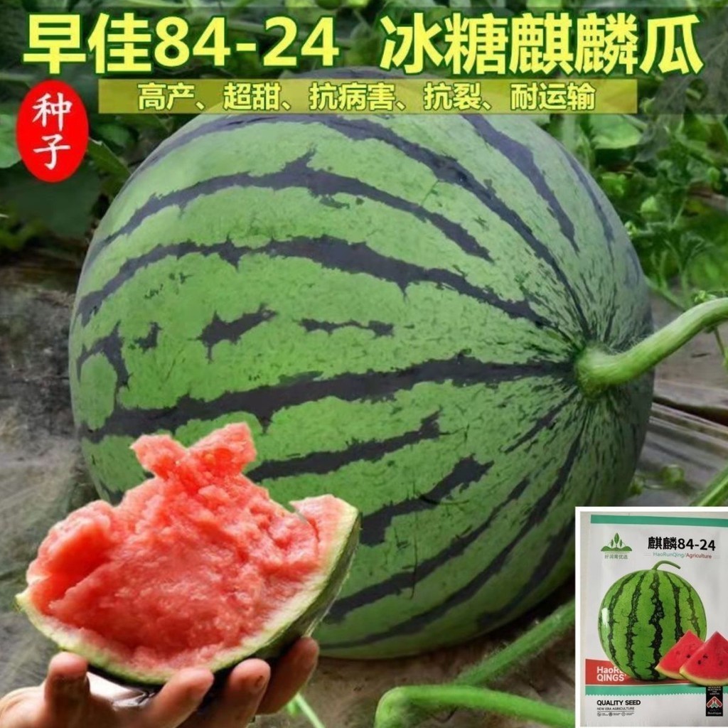 8424 biji tembikai tulen, biji tembikai Kirin, matang awal, taman hasil ... 8424 biji tembikai tulen, biji tembikai Kirin, matang awal, taman hasil ...