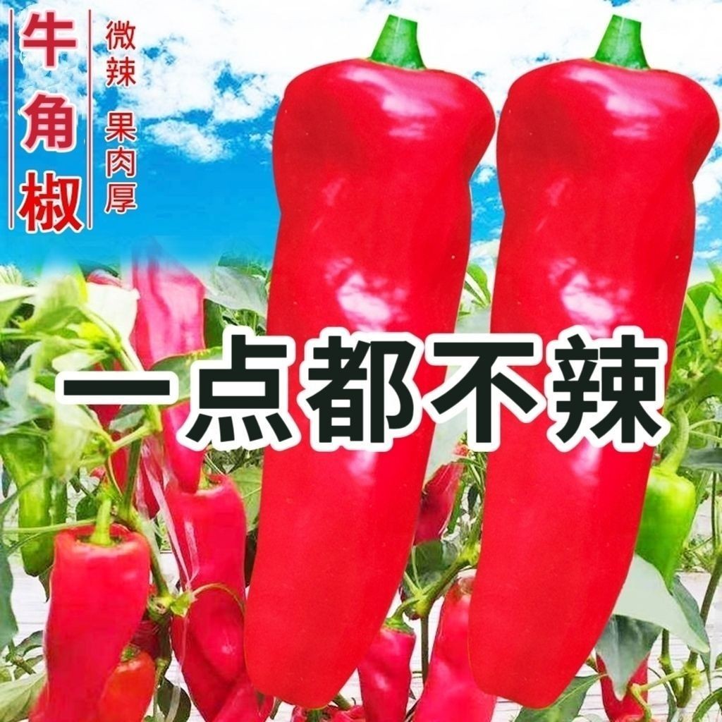 Biji lada tanduk yang lebih besar, lada hijau dan merah, biji lada ...