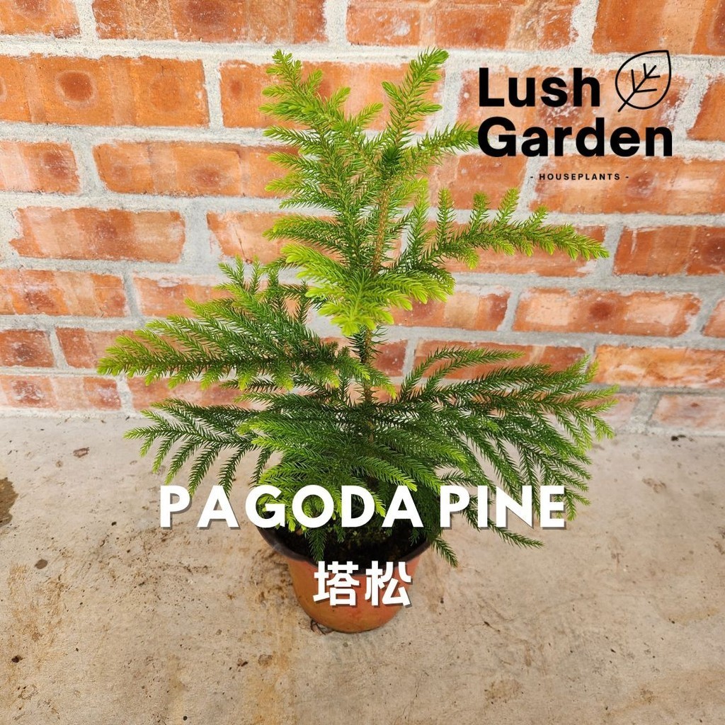 Pagoda Pine / 塔松 / 步步高升 170mm Pot Outdoor Live Plant Pokok Hiasan ...