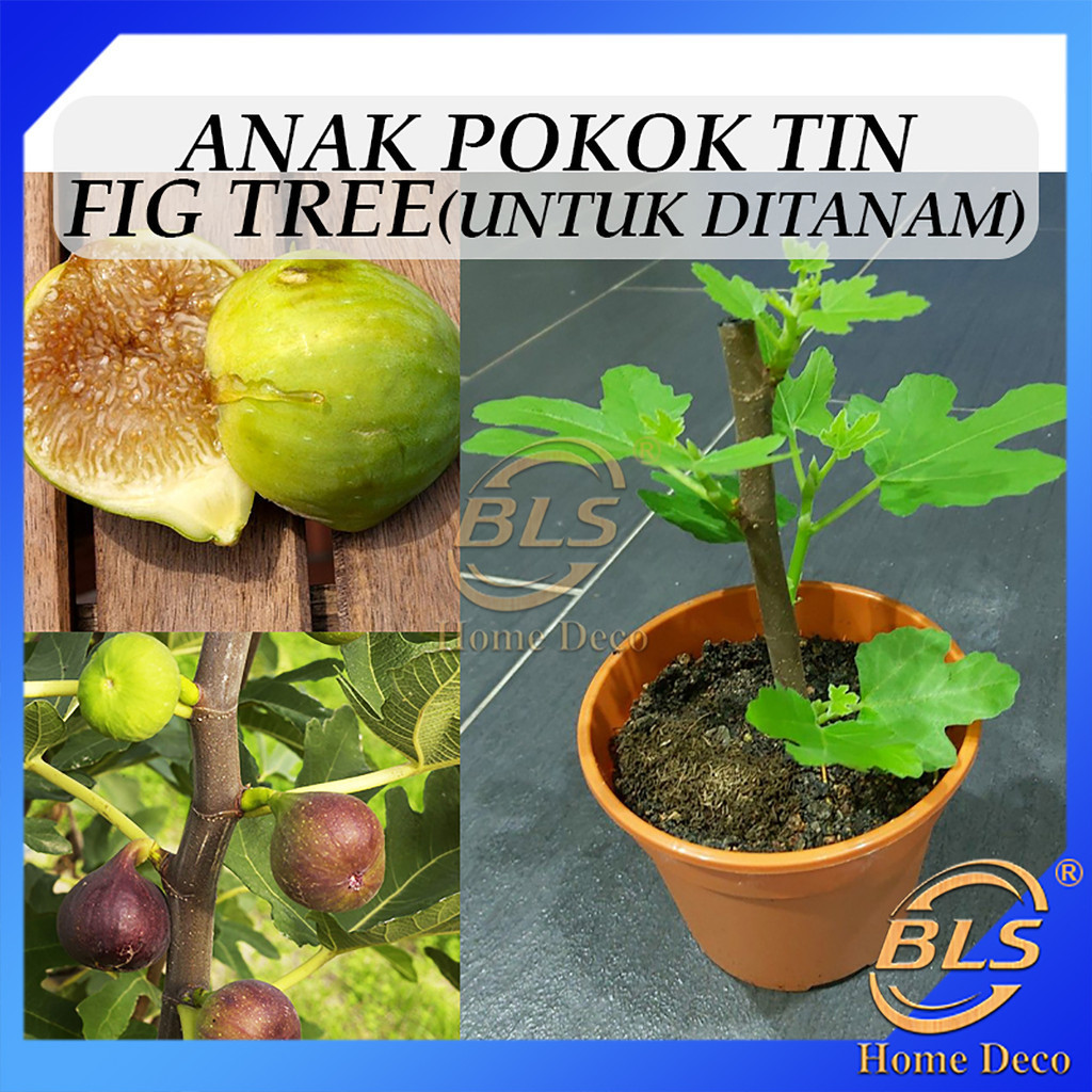 Anak Pokok Tin Untuk Ditanam Pokok Hidup Real Live Plant Fig Tree 无花果树 ...