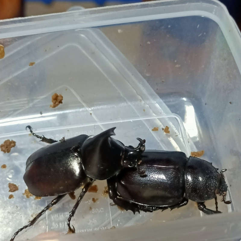 Real Insect Specimens Rubber Osmanthus Beetle Ji Pocket Wet Insect ...