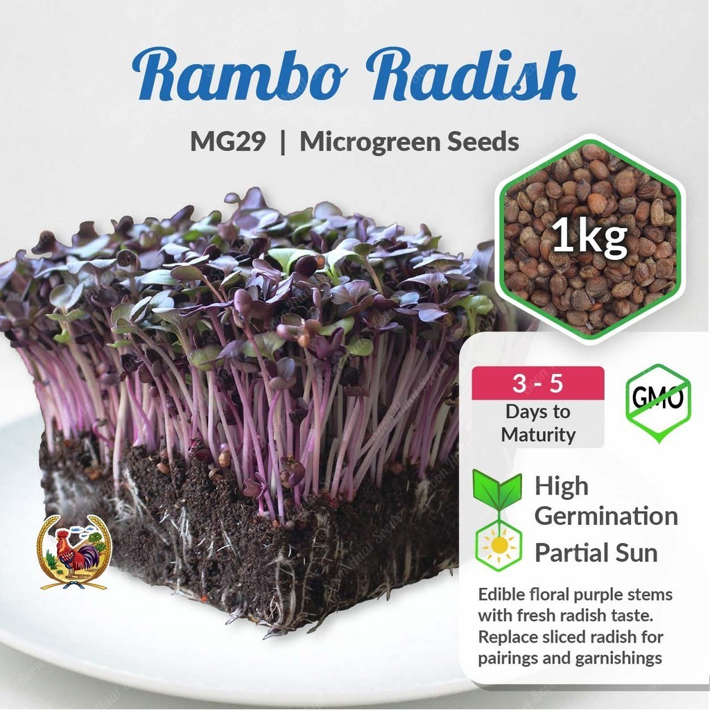 [1KG] MG29 Rambo Radish Microgreen Soon Huat Seeds | Shopee Malaysia