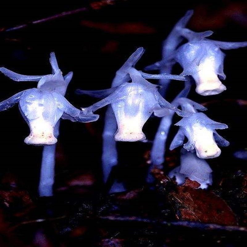 Benih orkid kristal, bunga hantu, orkid eksotik, tumbuhan pasu balkoni ...