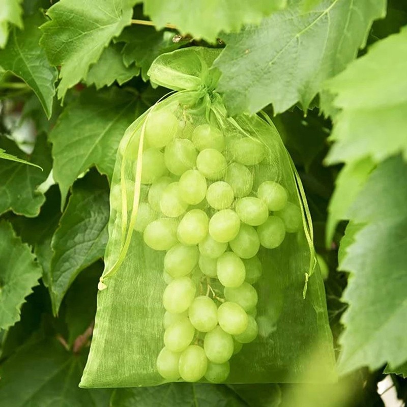 50pcs Fruit Protection Bags Pest Control Anti-Bird Garden Netting ...