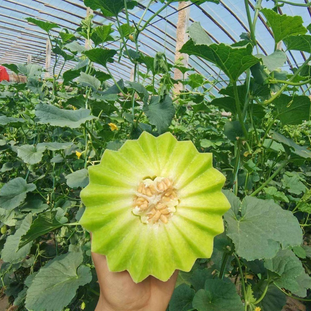 Ais krim biji tembikai cendawan jed varieti baru biji tembikai biji ... Ais krim biji tembikai cendawan jed varieti baru biji tembikai biji ...