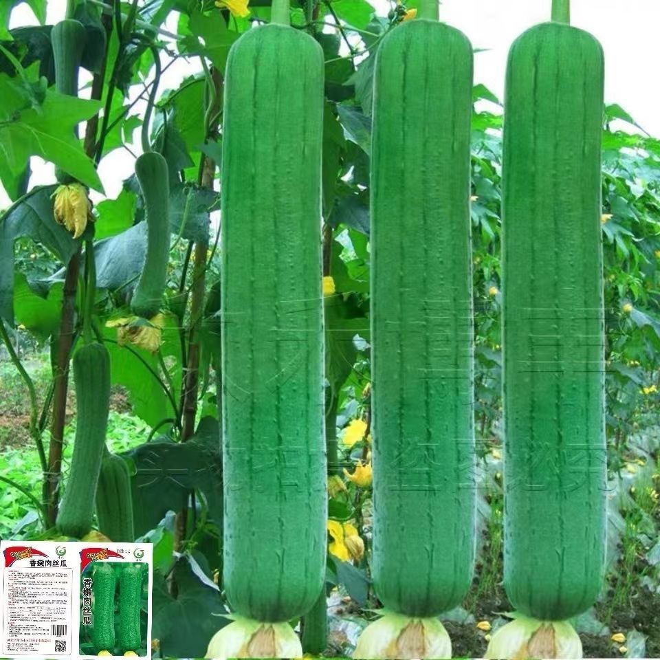 Benih tembikai awal matang, biji luffa wangi empat musim, balkoni ... Benih tembikai awal matang, biji luffa wangi empat musim, balkoni ...