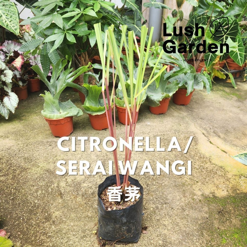Pokok Serai Wangi/ Citronella Grass/ Cymbopogon Nardus 香茅 Herb Live ...